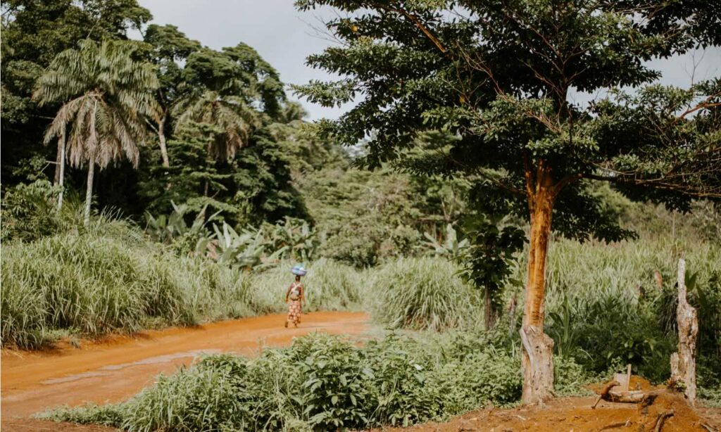 Canopy Trust | Forest protection in Central Africa: support and invest